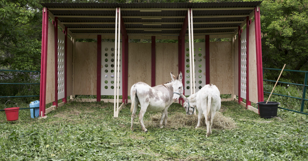 Donkeys in the Don and Other Temporary Acts – Canadian Art