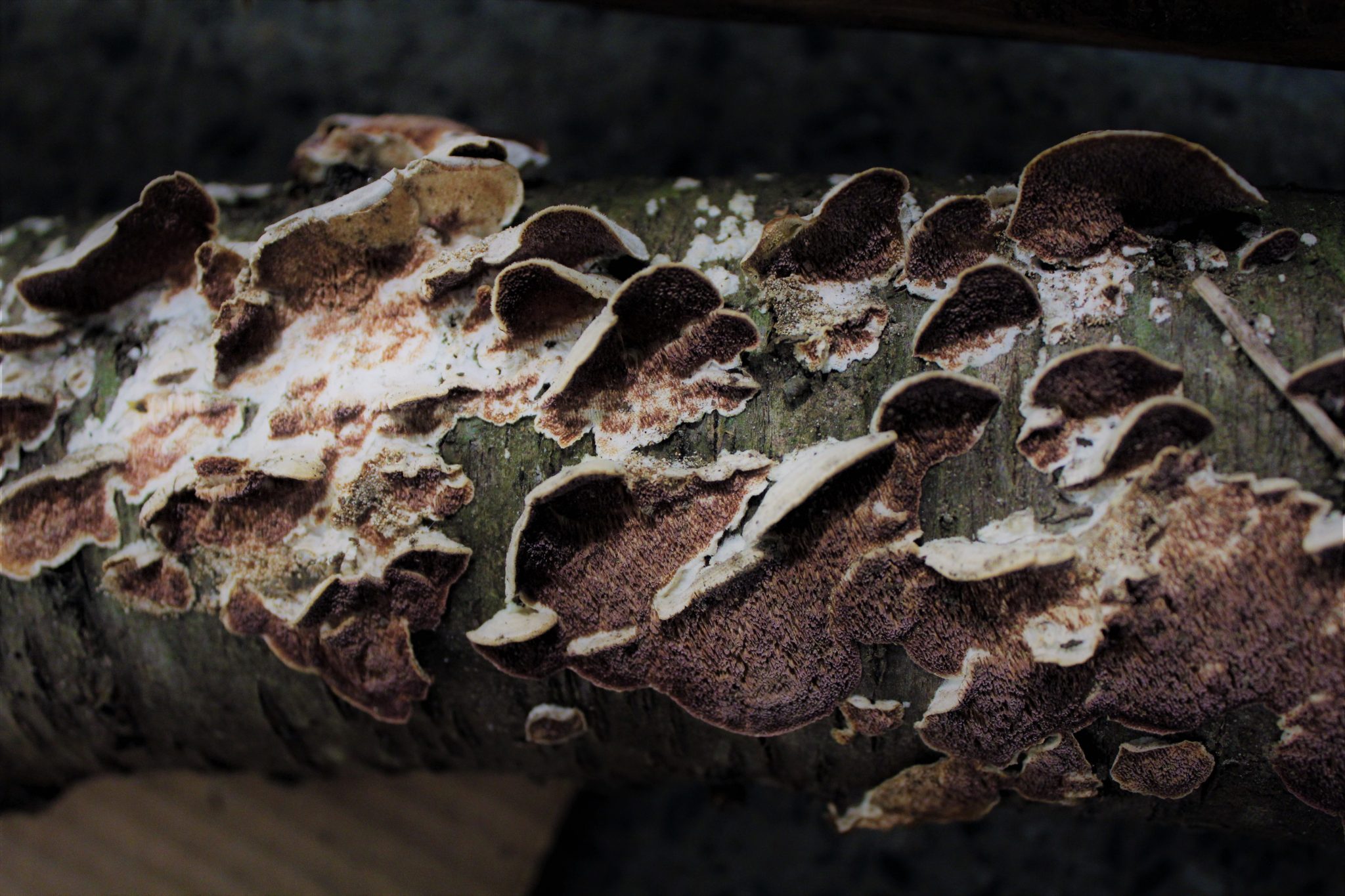 Decomposers: Molds, Fungi, Mushrooms, Yeast | With in-museum scientist ...