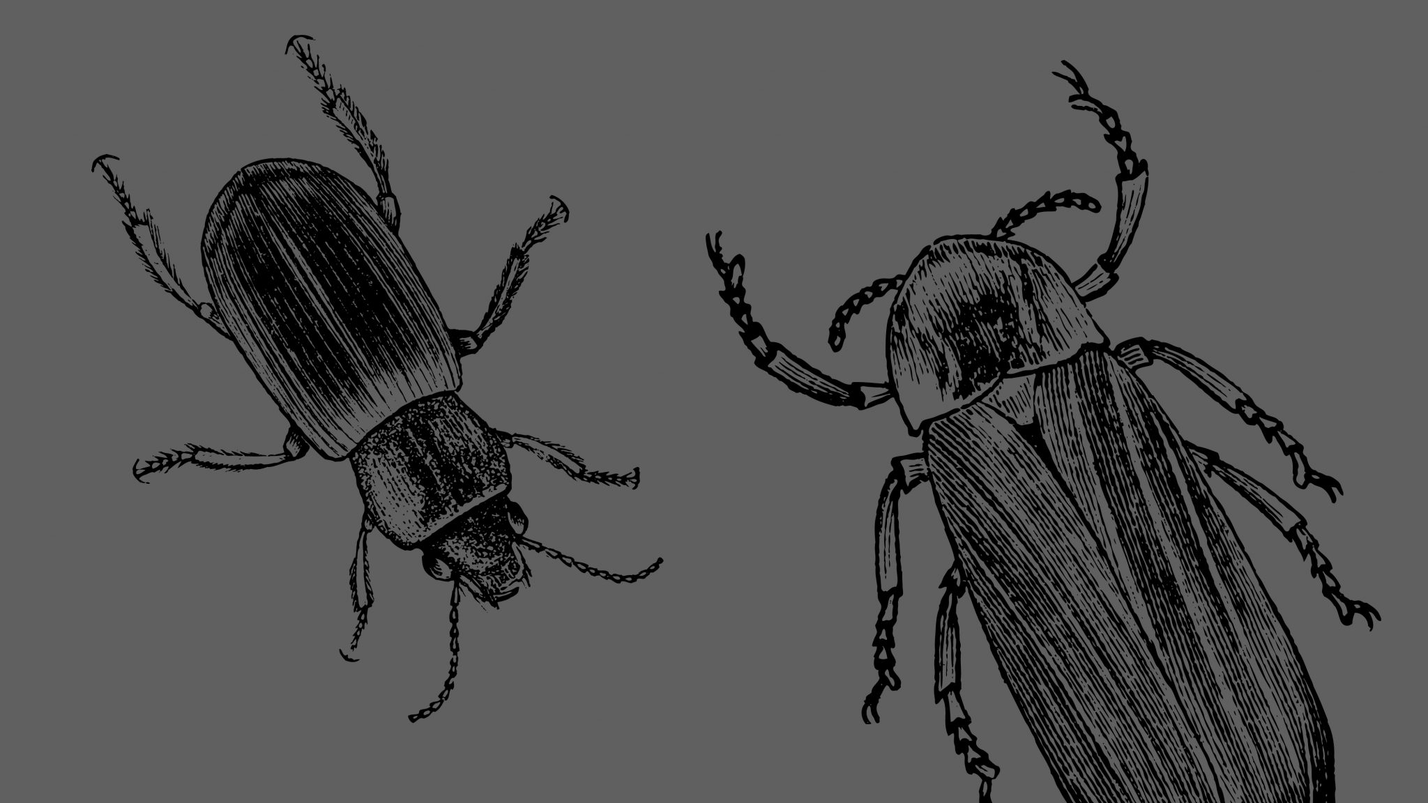 Drawing Insects | “The Life of a Dead Tree” – Canadian Art